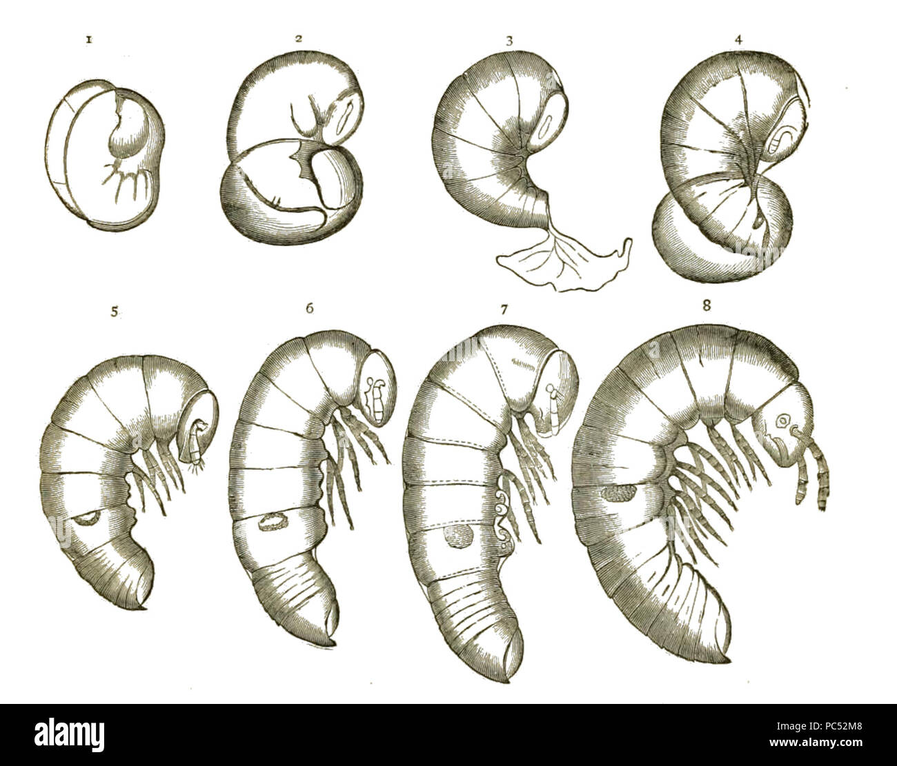 Julus terrestris hi-res stock photography and images - Alamy