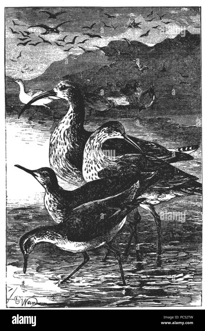 23 Drawing of a Group of Shore Birds Stock Photo - Alamy