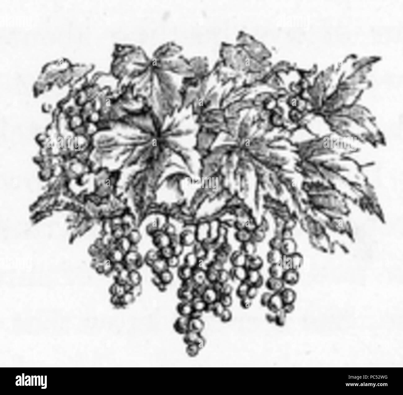 Grapes on the vine fruit Black and White Stock Photos & Images - Alamy