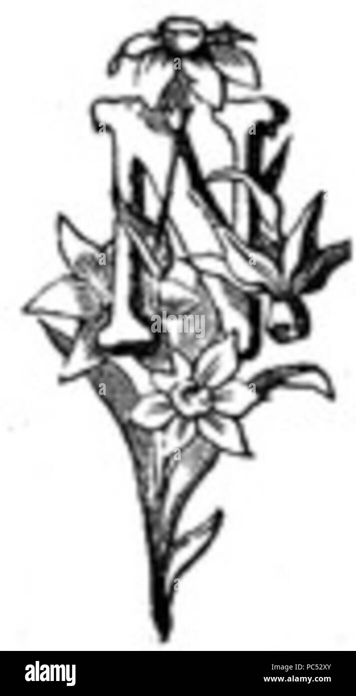 23 Drop Cap N Image Stock Photo - Alamy