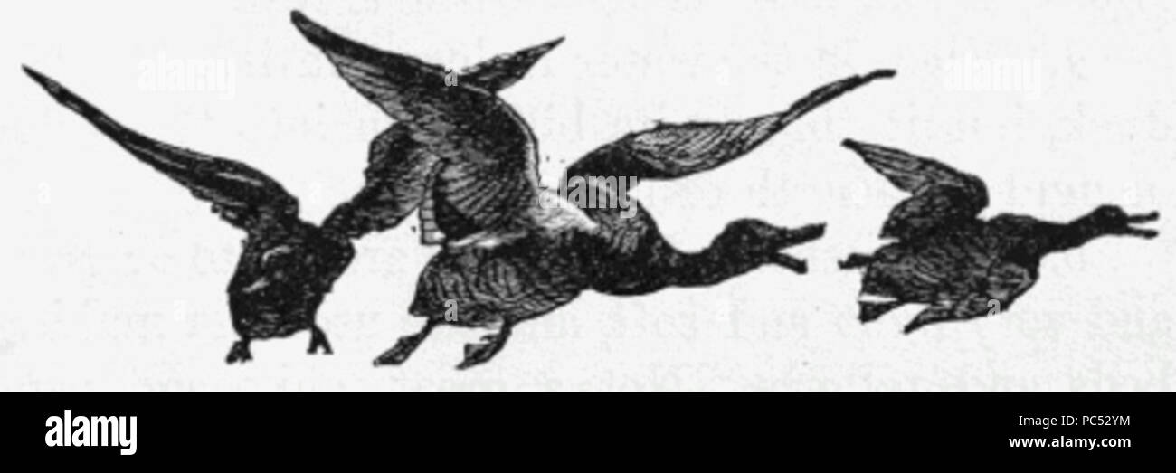 23 Ducks in Flight (1 Stock Photo - Alamy