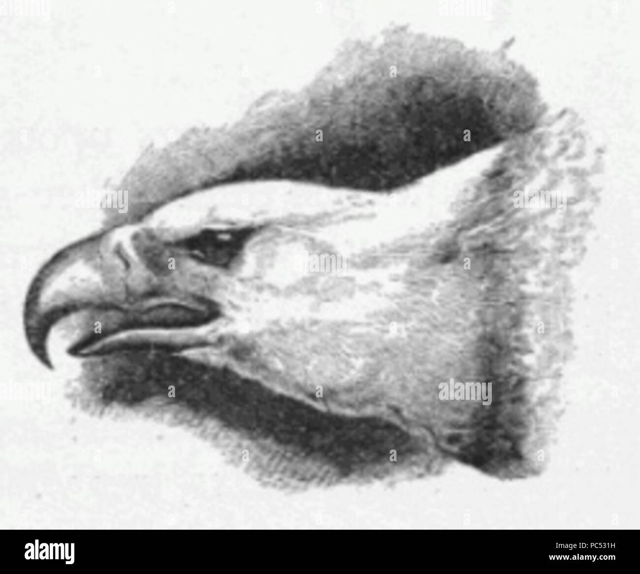 Bird head drawing hi-res stock photography and images - Alamy