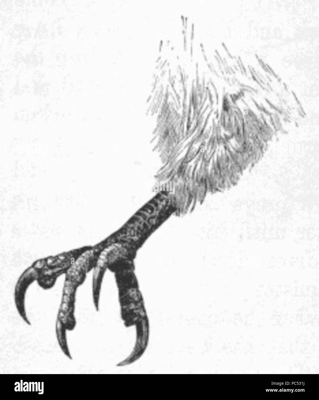 Eagle power symbol Black and White Stock Photos & Images - Alamy