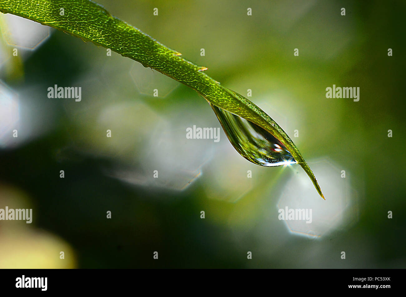 drop of dew falling from the leaf Stock Photo - Alamy