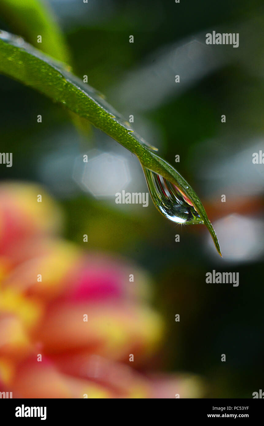 Drop of rain water hi-res stock photography and images - Alamy