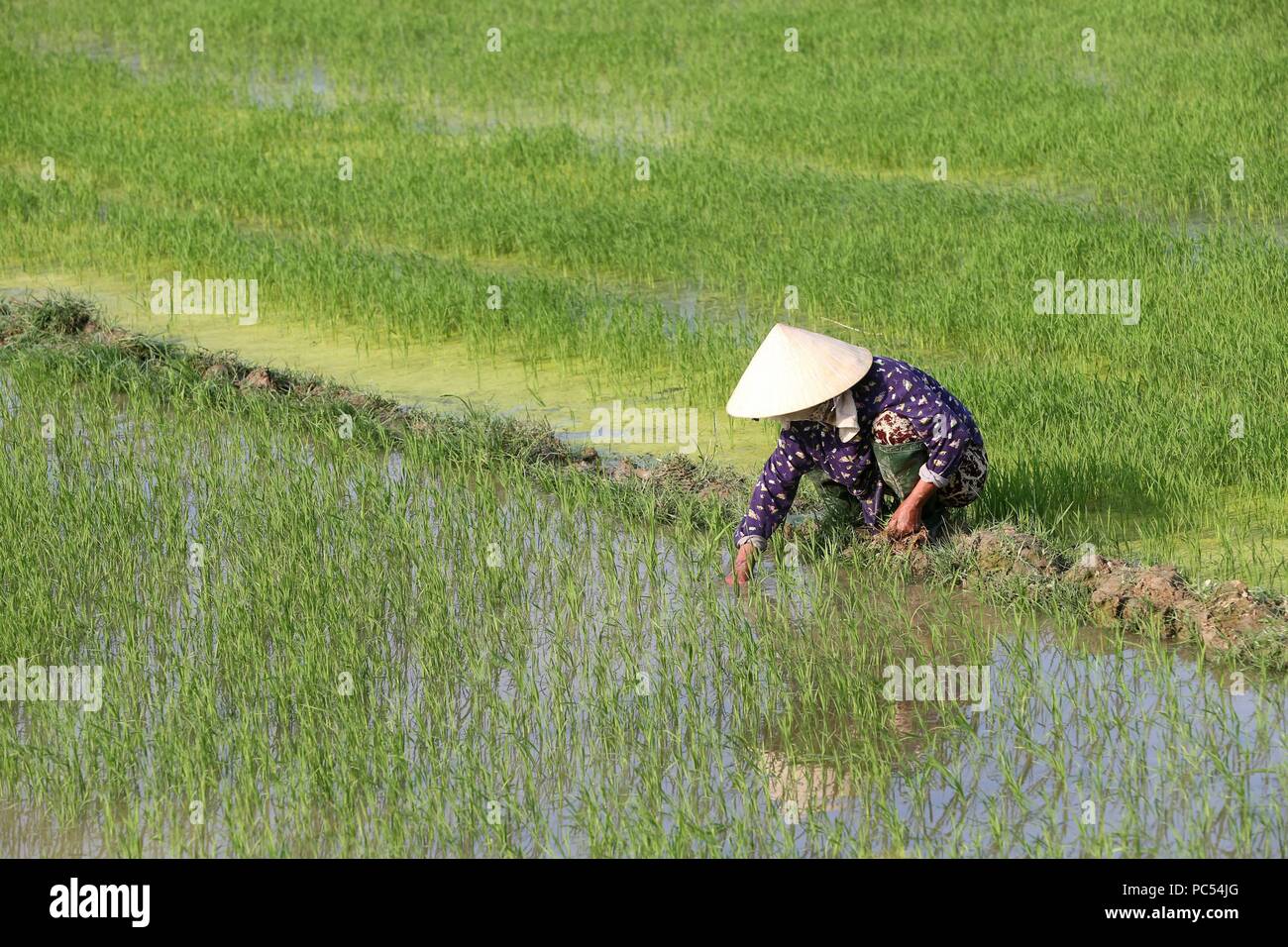 Vietnamese farmer working in her rice field. Transplanting young rice ...