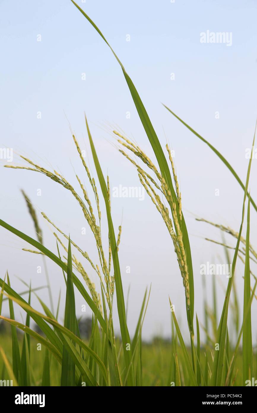 Green rice field. Ear of rice. Thay Ninh. Vietnam. | usage worldwide ...