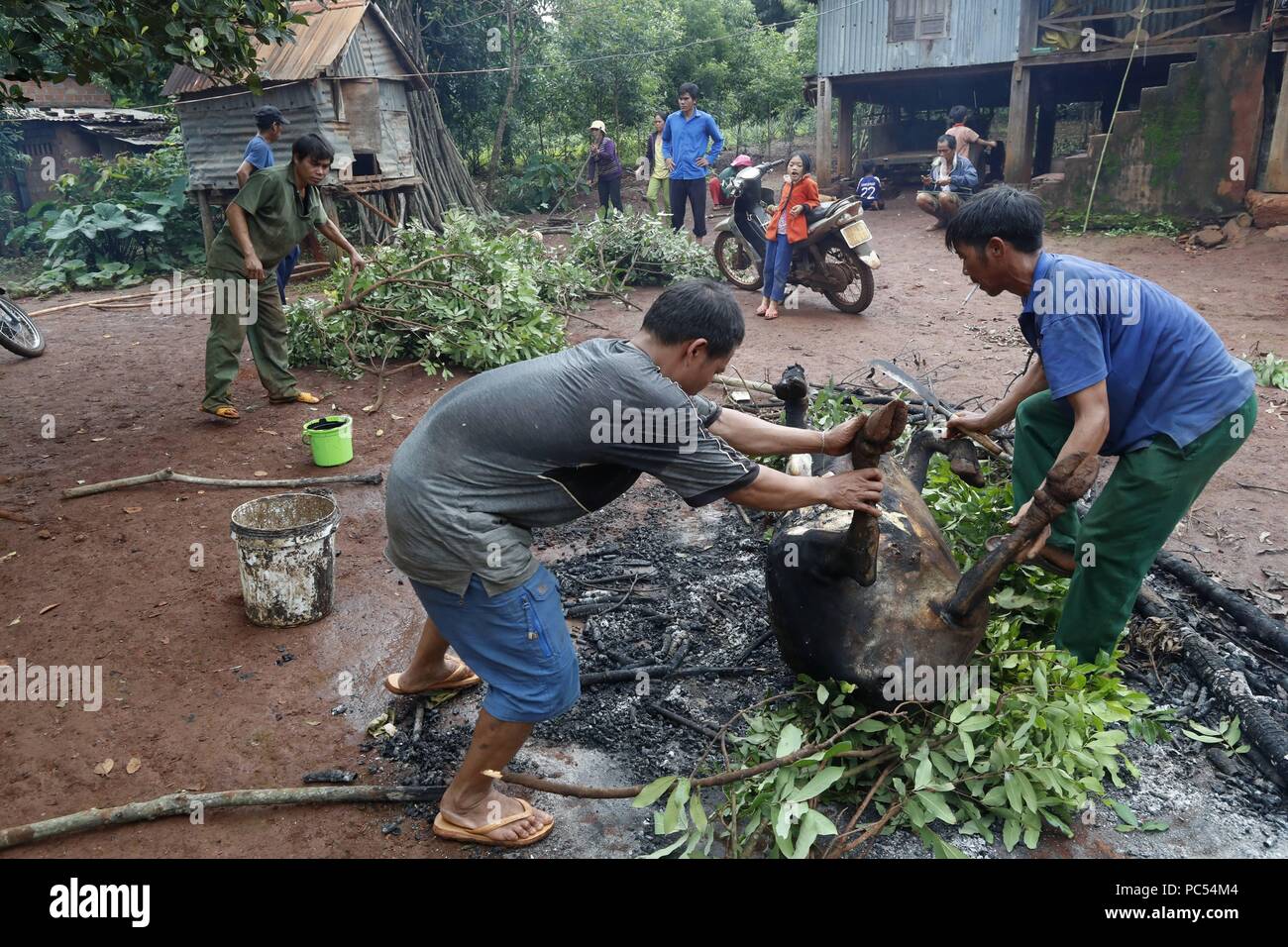 Jarai (Gia Rai) ethnic group. Buffalo sacrifice for funeral rites. Kon ...