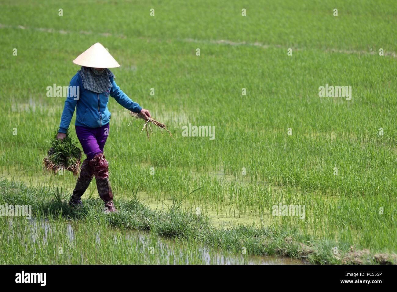 Vietnamese farmer working in her rice field. Hoi An. Vietnam. | usage ...