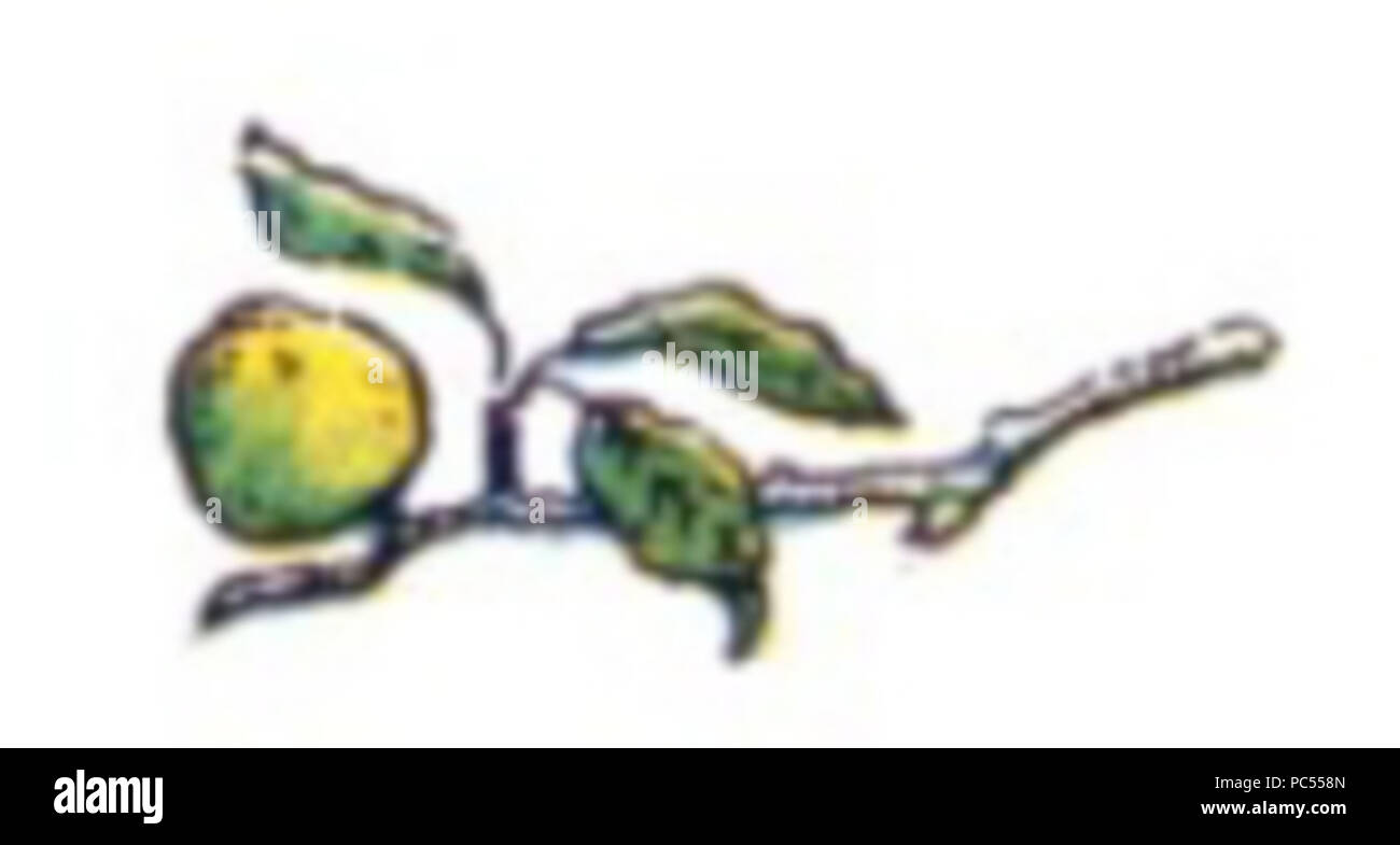 Branch history Cut Out Stock Images & Pictures - Alamy