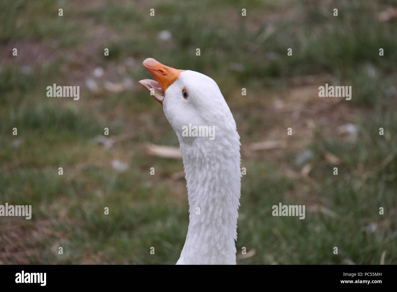 Honking geese hi-res stock photography and images - Alamy