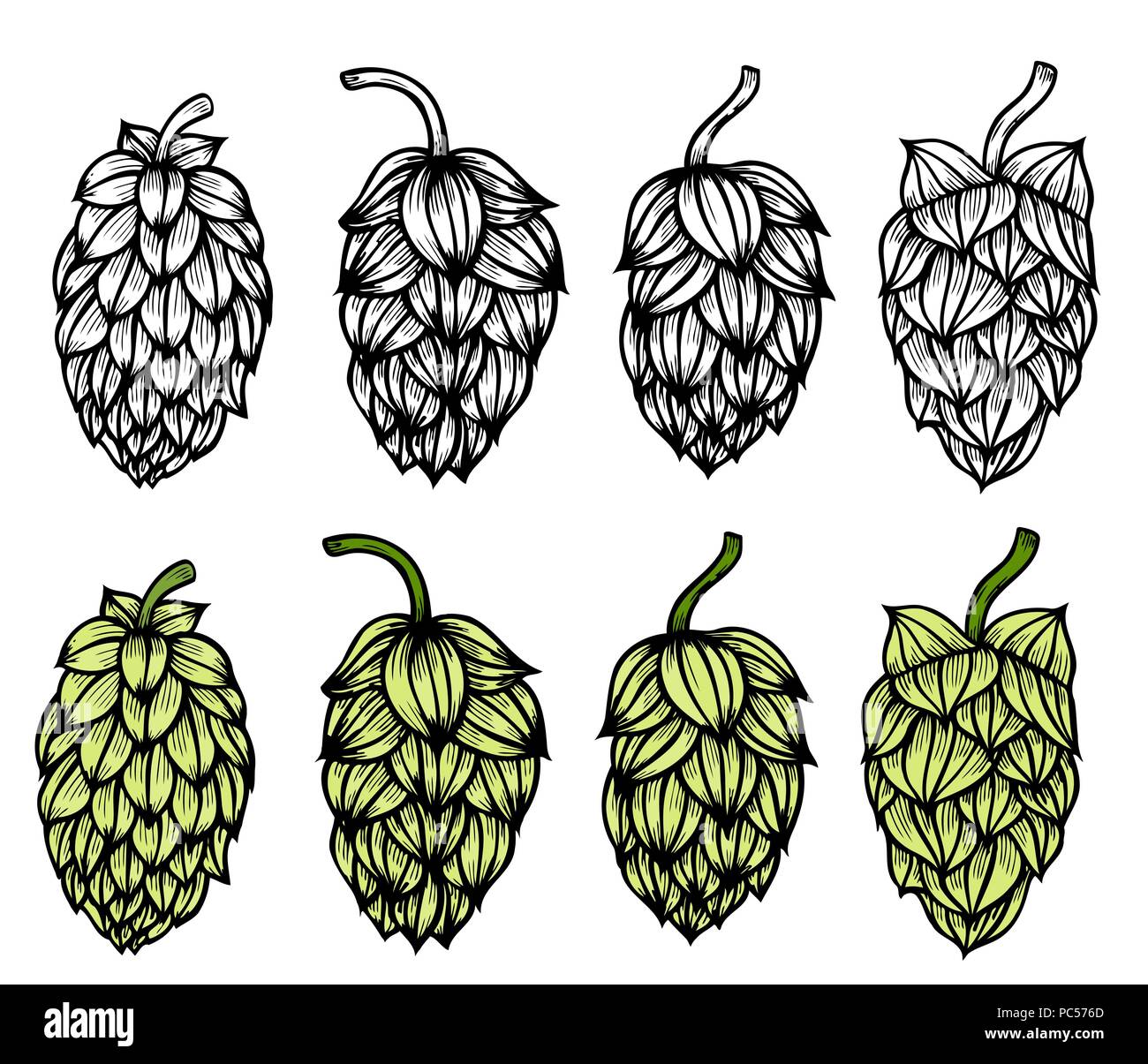 Colored Hand drawn engraving style Hops set. Common hop or Humulus ...