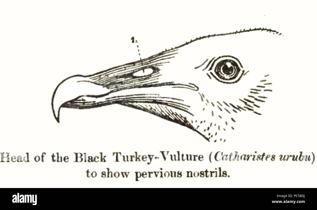 Sharp beak Cut Out Stock Images & Pictures - Alamy