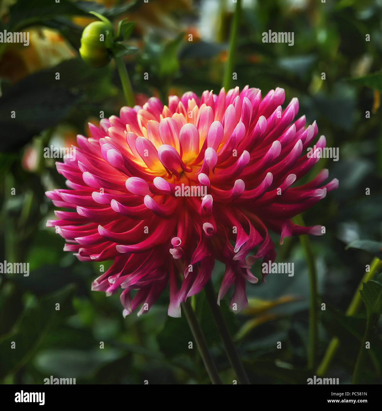Dahlia colorful hi-res stock photography and images - Alamy