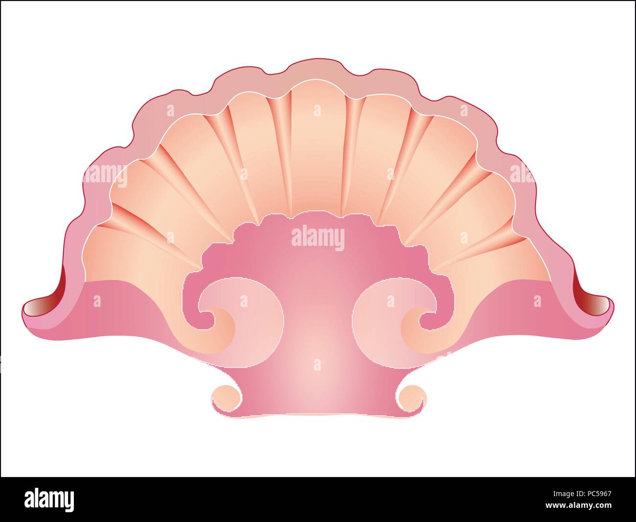 Pink Conch High Resolution Stock Photography and Images - Alamy