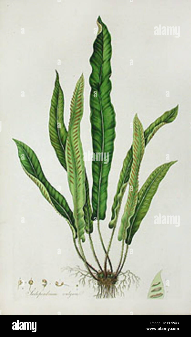 Scolopendrium vulgare hi-res stock photography and images - Alamy