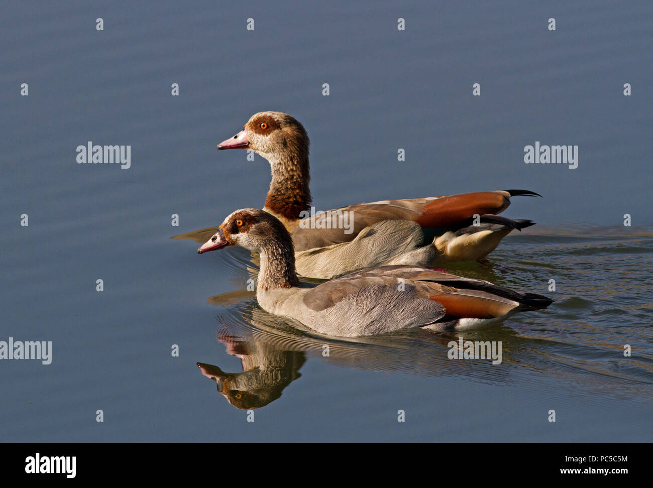 Egyptian geese in water Stock Photo - Alamy
