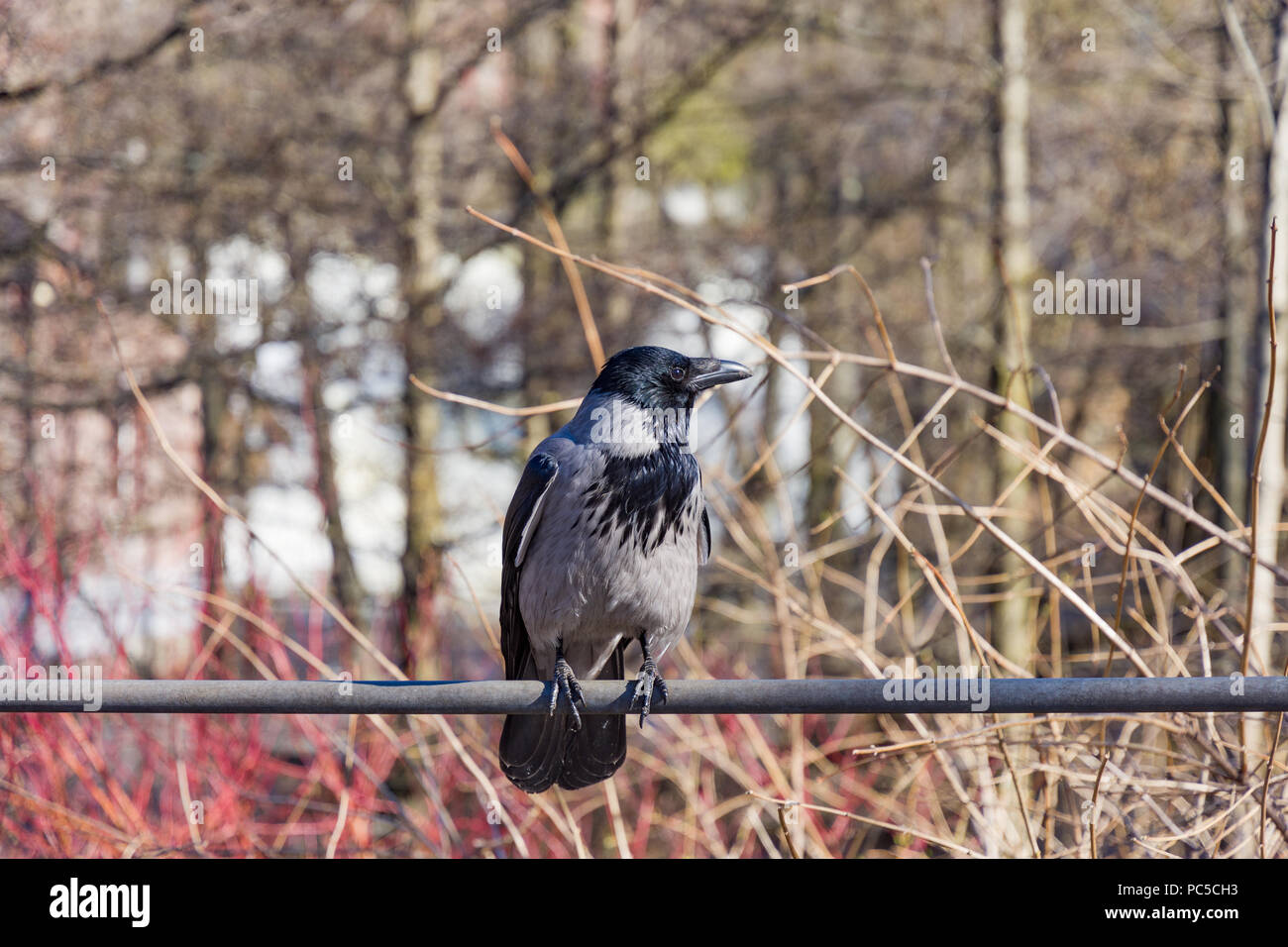 Hooded Crow, or Corvus cornix in Latin, sit on a pipe Stock Photo - Alamy
