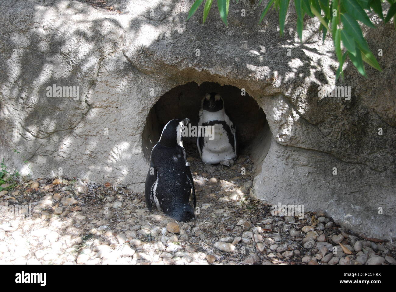 Lady penguin hi-res stock photography and images - Alamy
