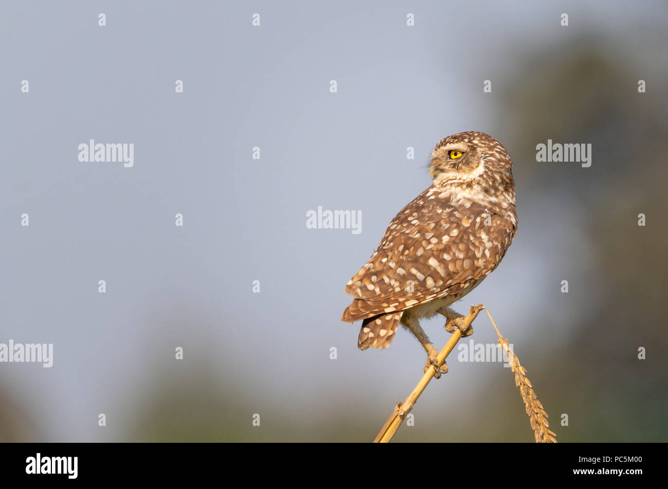 Burrowing owl on a corn plant Stock Photo - Alamy
