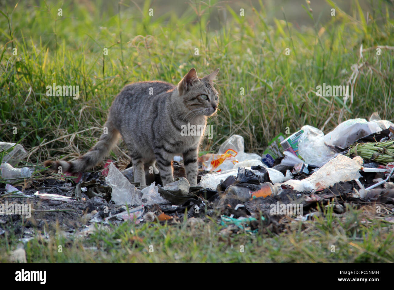 Micro plastics in food hi-res stock photography and images - Alamy