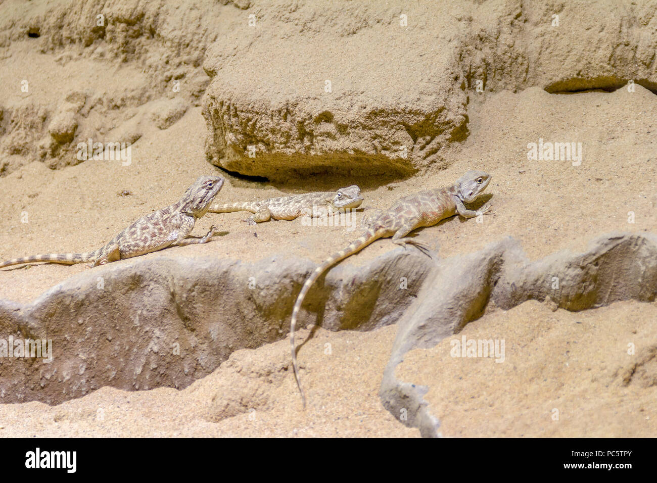 some lizards in sandy and stony desert ambiance Stock Photo - Alamy