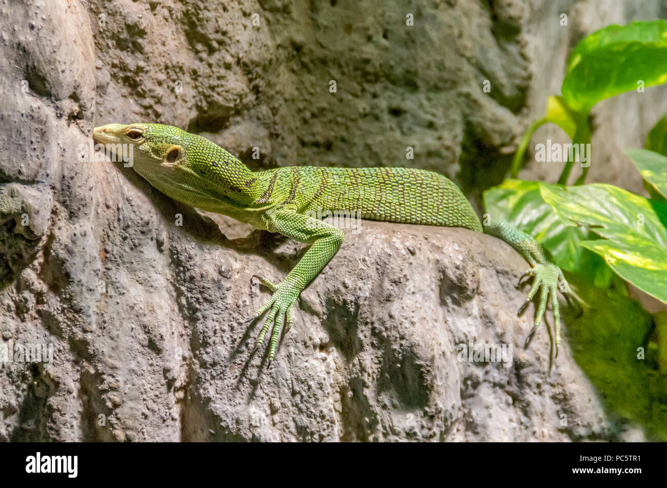 a green lizard on rock formation Stock Photo - Alamy