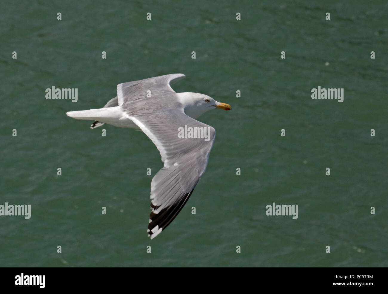English channel sea wildlife hi-res stock photography and images - Alamy