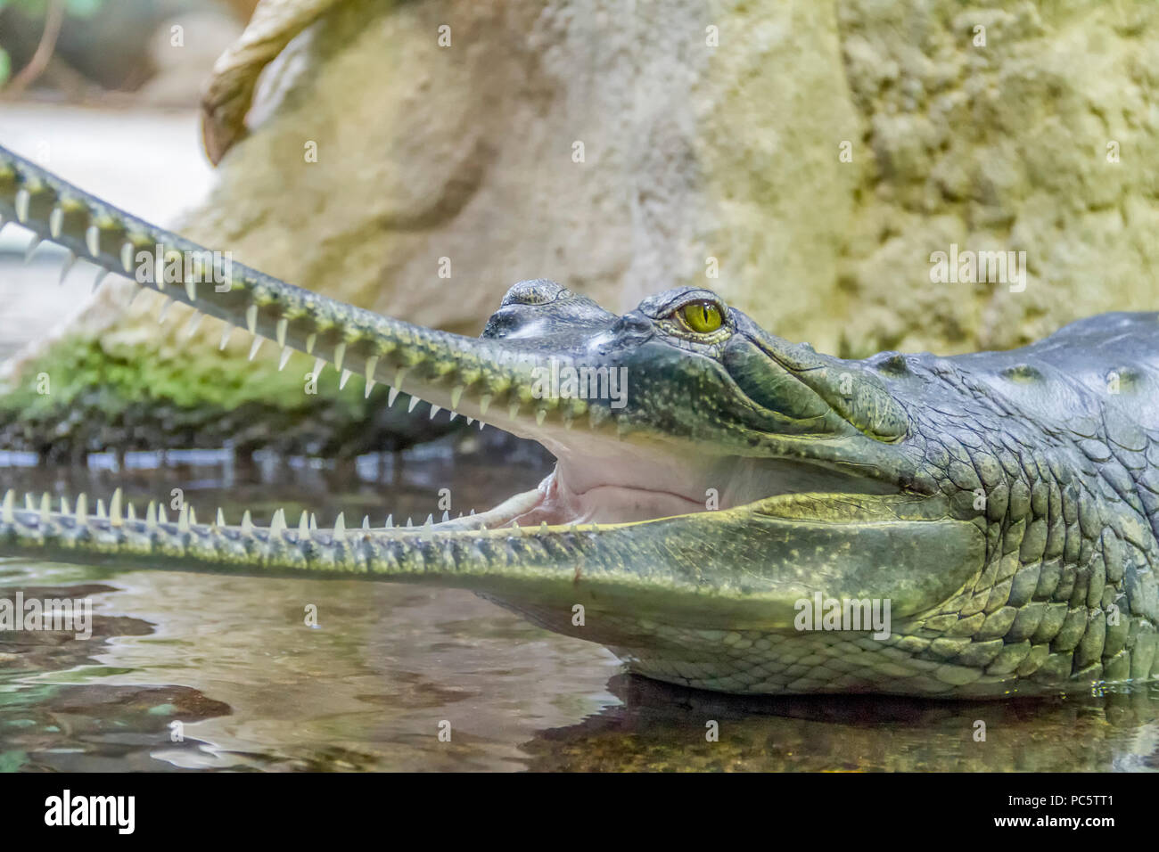 Gavial open mouth teeth gharial hi-res stock photography and images - Alamy
