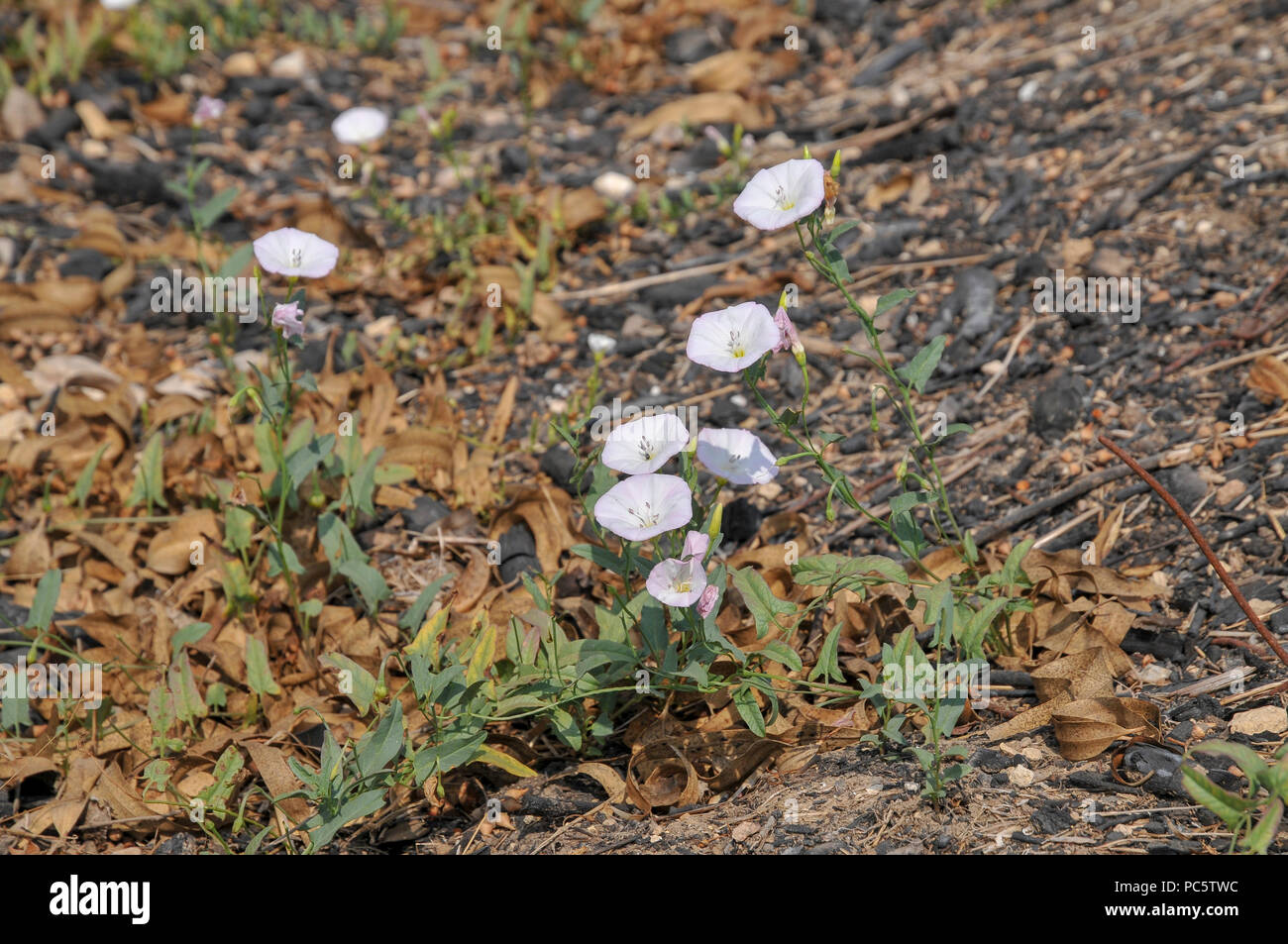Family convolvulaceae hi-res stock photography and images - Alamy
