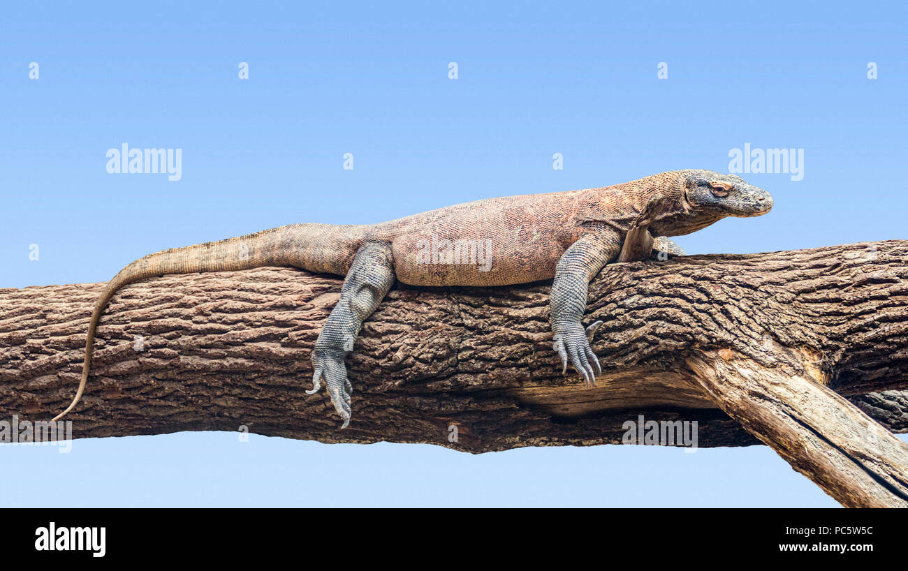 Varanus komodoensis tree hi-res stock photography and images - Alamy