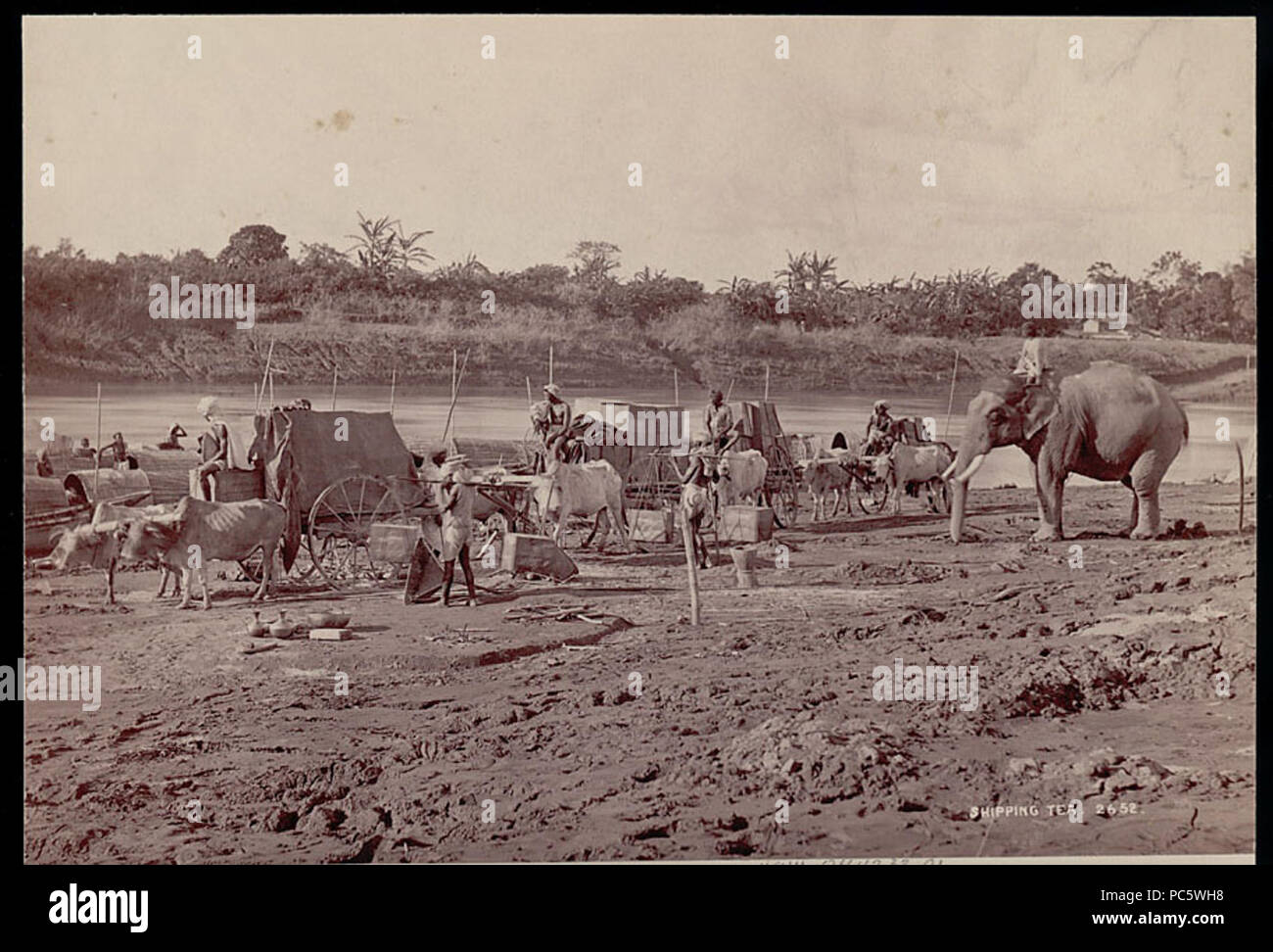 10 Assamese men in costume with elephant and ox carts transporting tea ...