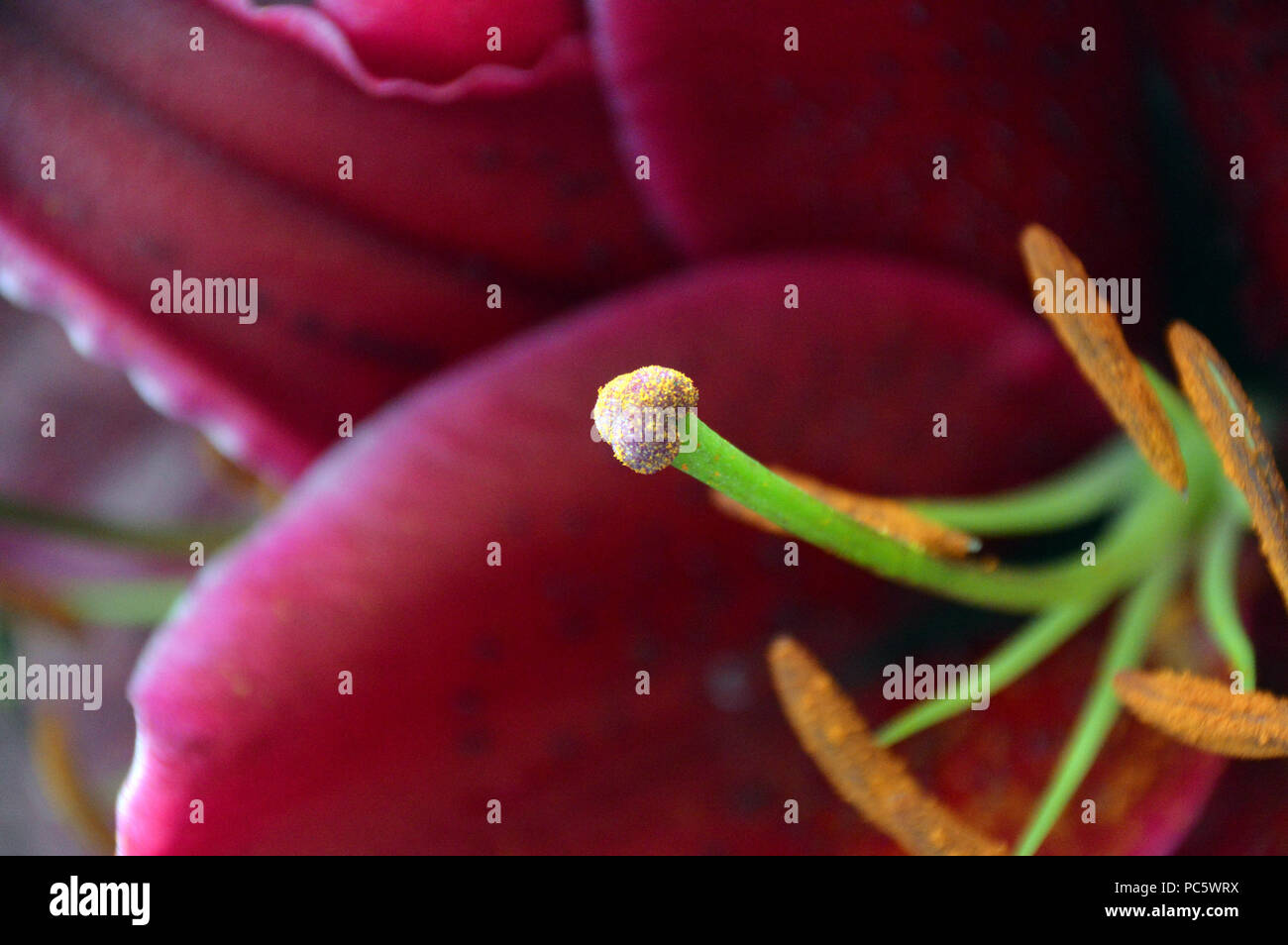 Deep red lily flower hi-res stock photography and images - Alamy