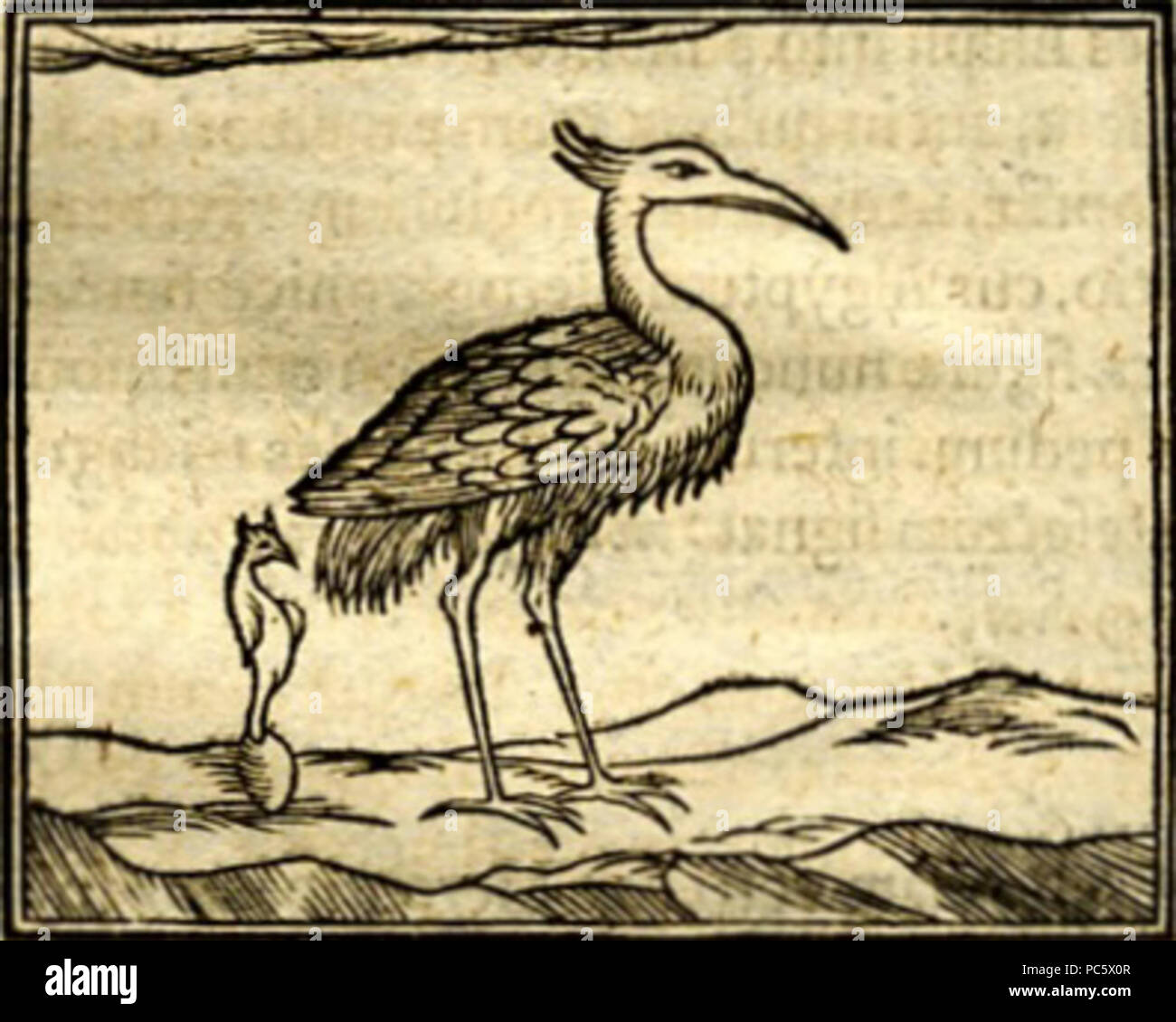 12 Basilisk born from egg of ibis Stock Photo - Alamy