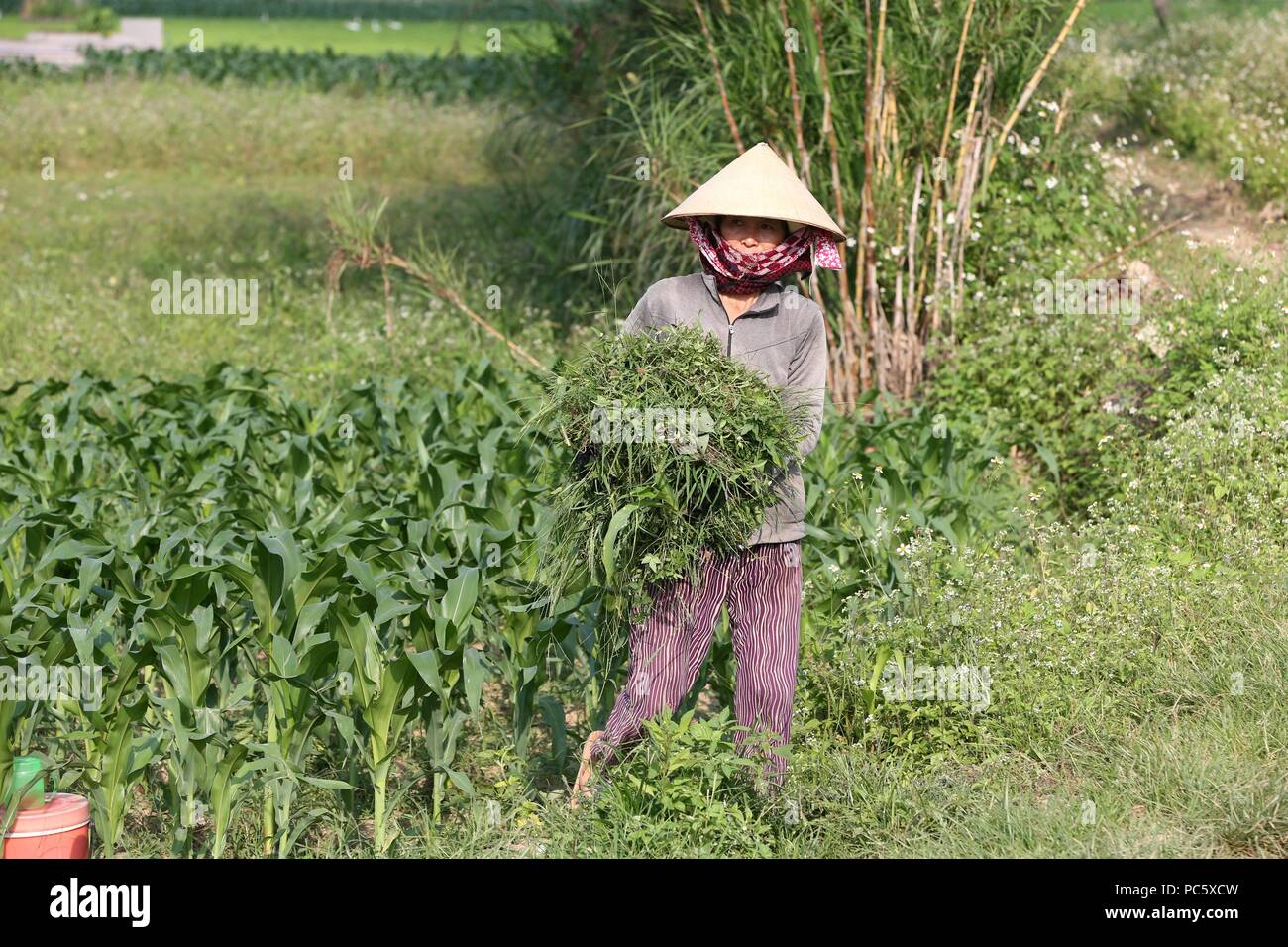 Vietnamese farmer working in corn fields. Hoi An. Vietnam. | usage ...