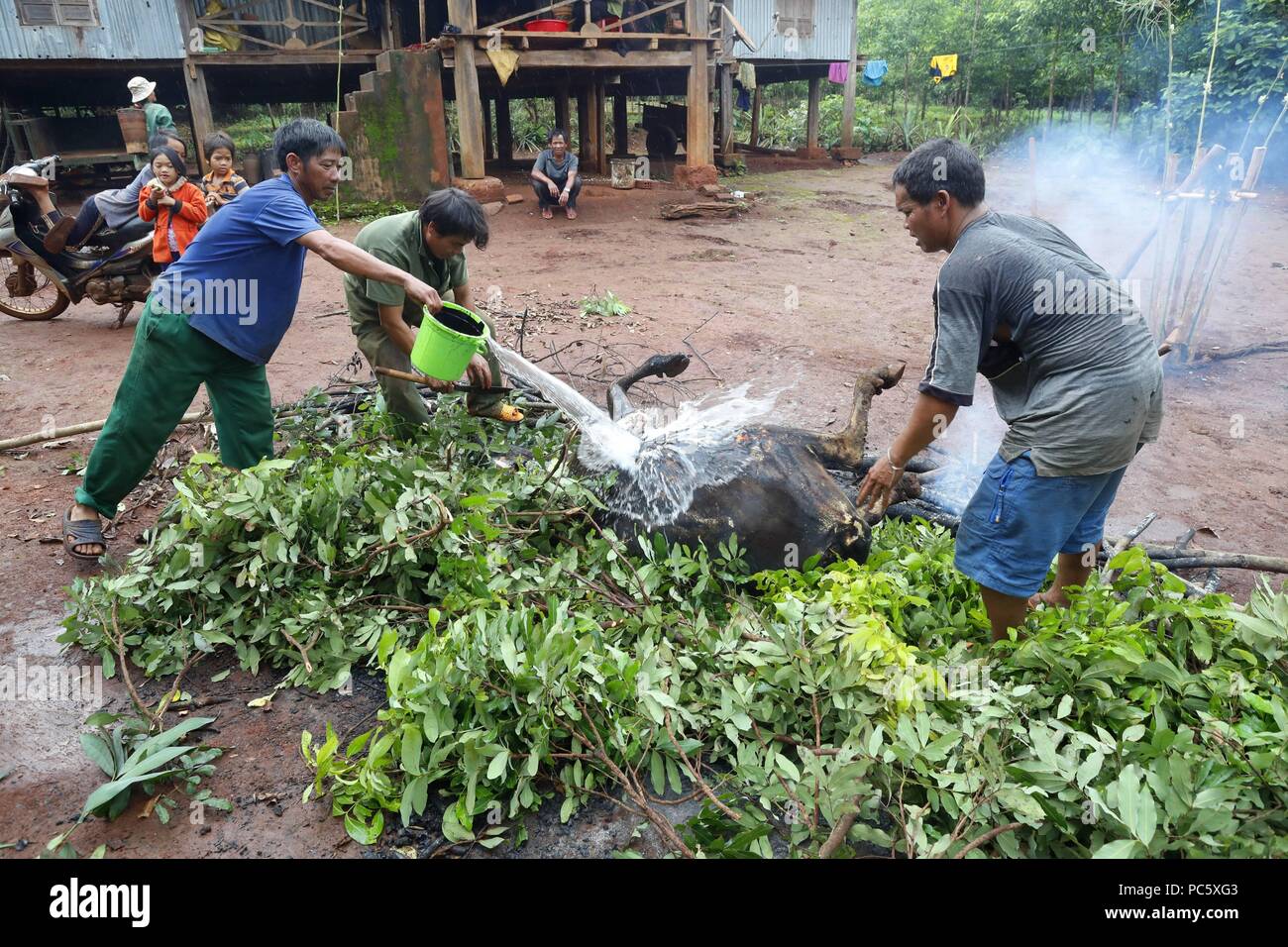 Jarai (Gia Rai) ethnic group. Buffalo sacrifice for funeral rites. Kon ...