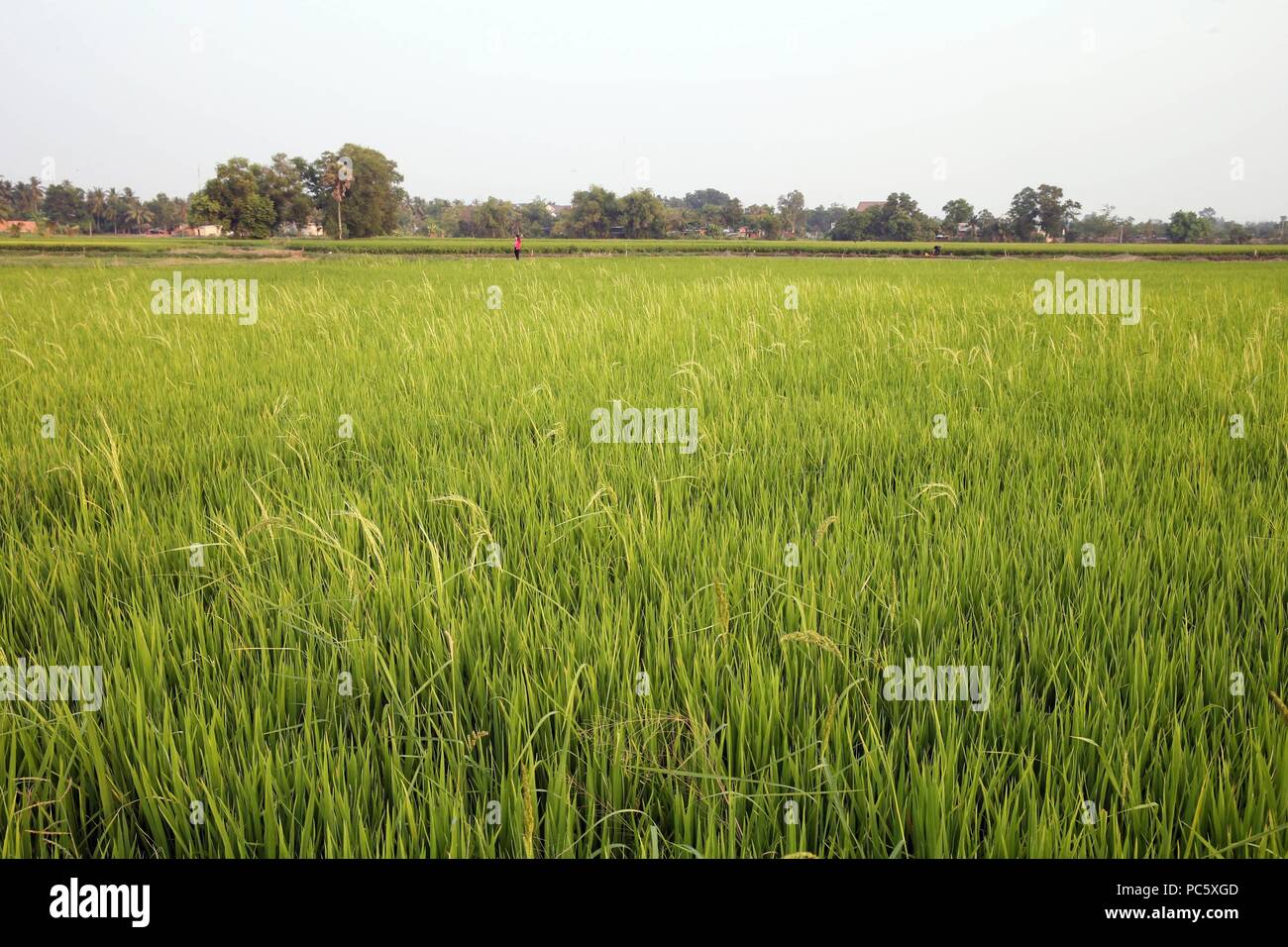Green rice field. Thay Ninh. Vietnam. | usage worldwide Stock Photo - Alamy