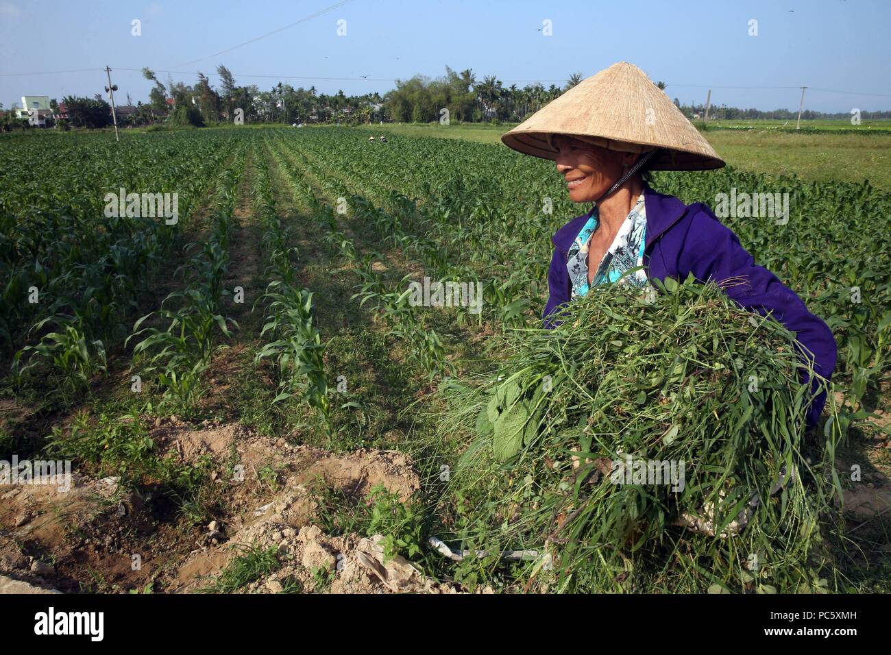 Vietnamese farmer working in corn fields. Hoi An. Vietnam. | usage ...