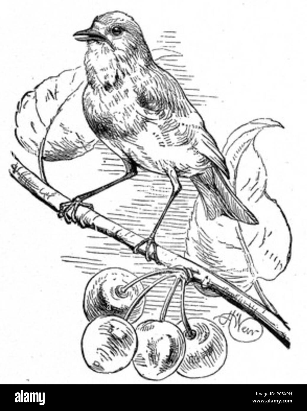 Cherry tree blossom Black and White Stock Photos & Images - Alamy