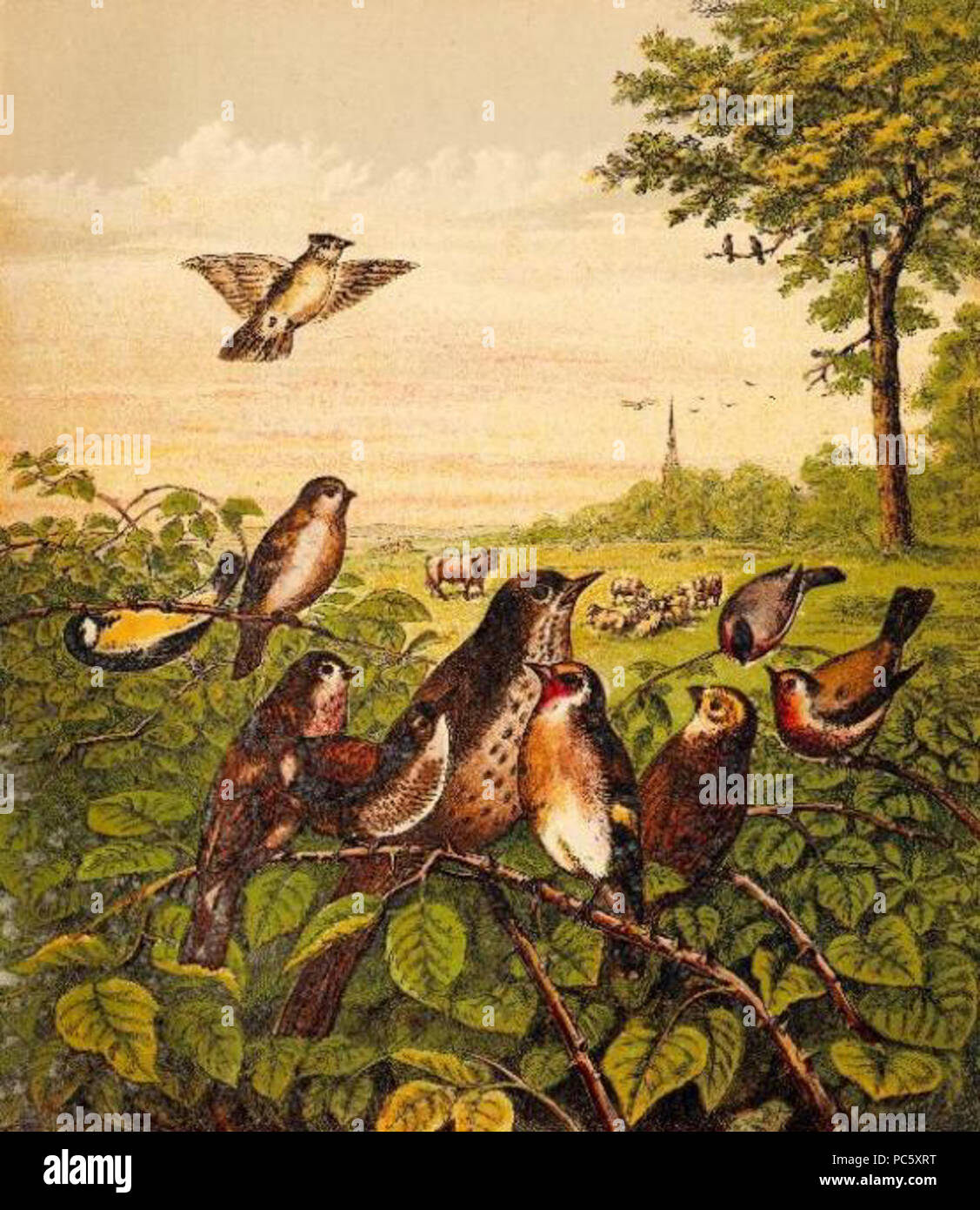 14 Birds of a Feather Stock Photo - Alamy