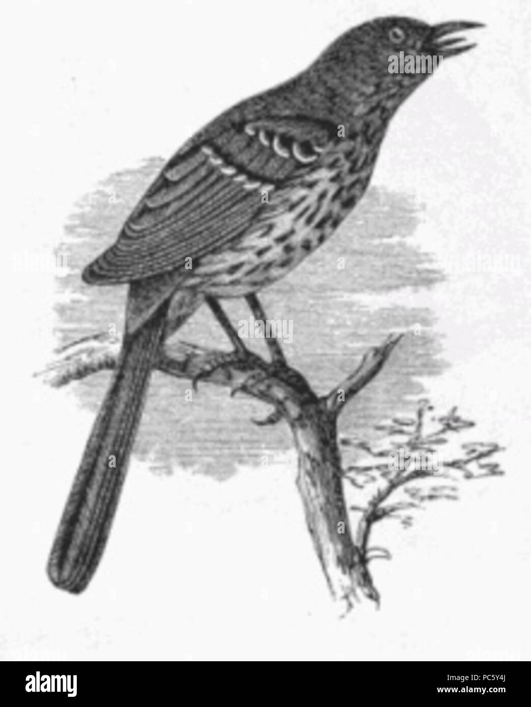 16 Brown Thrush Drawing Stock Photo - Alamy