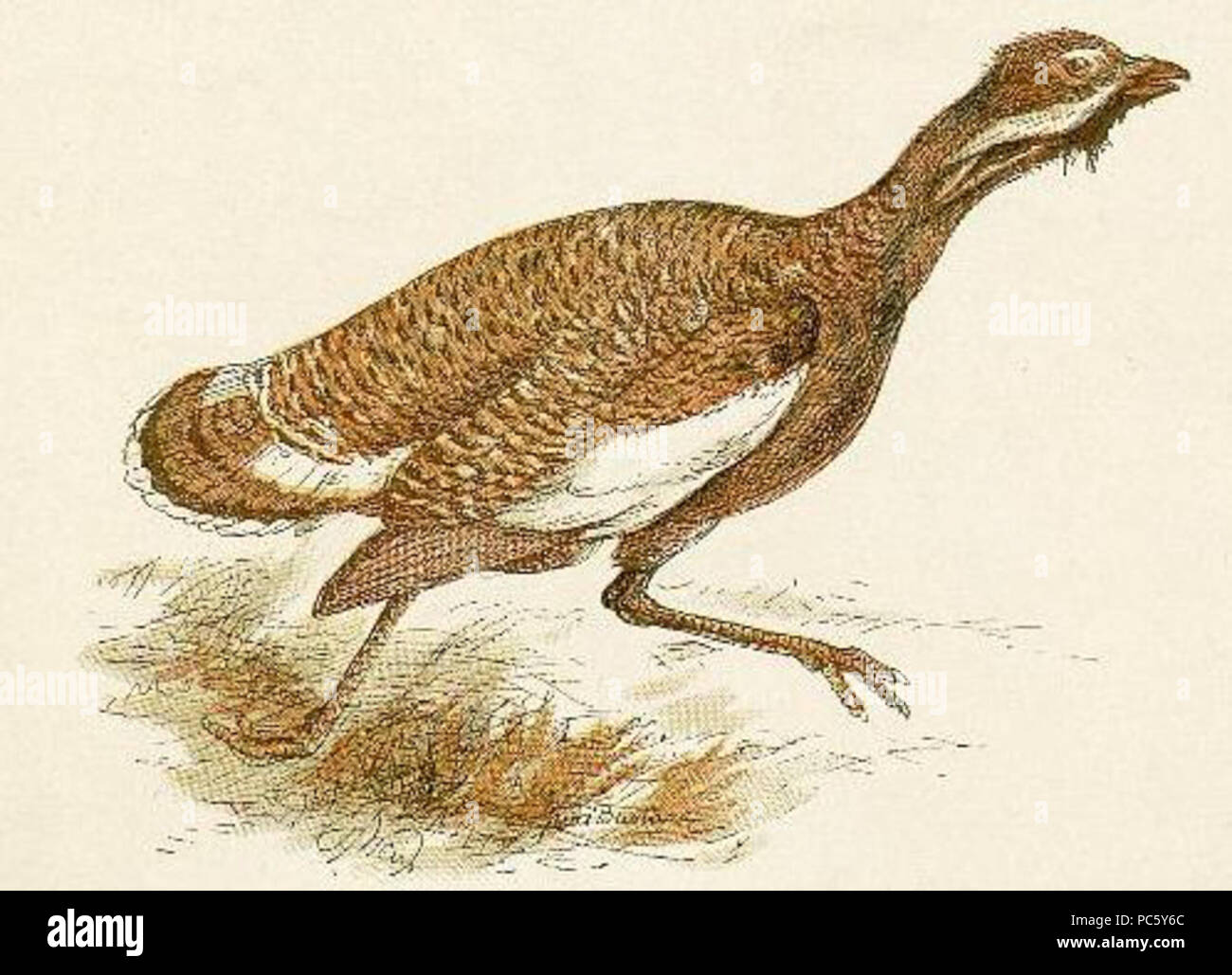 16 Bustard Drawing Stock Photo - Alamy