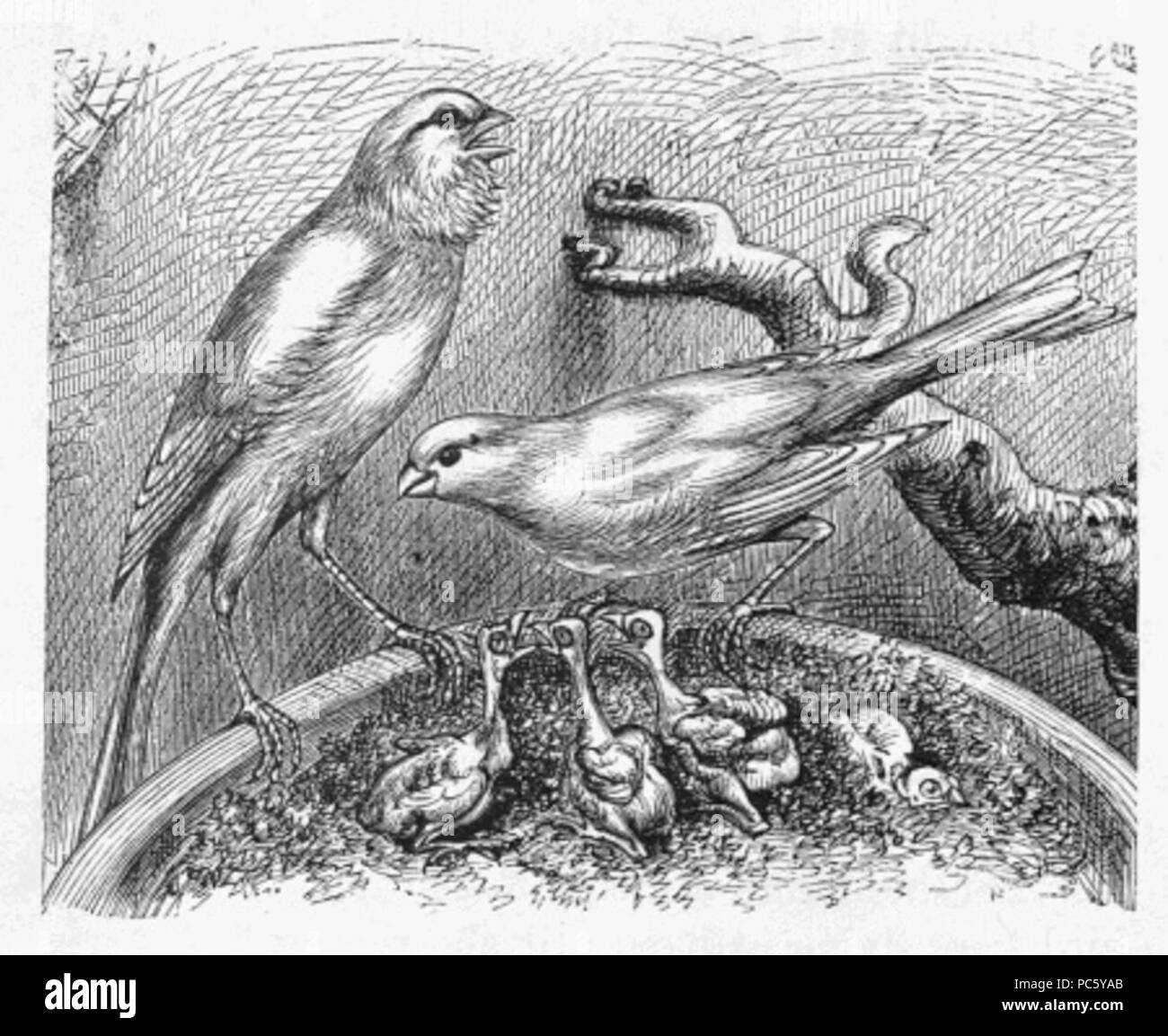 Canary nest hi-res stock photography and images - Alamy