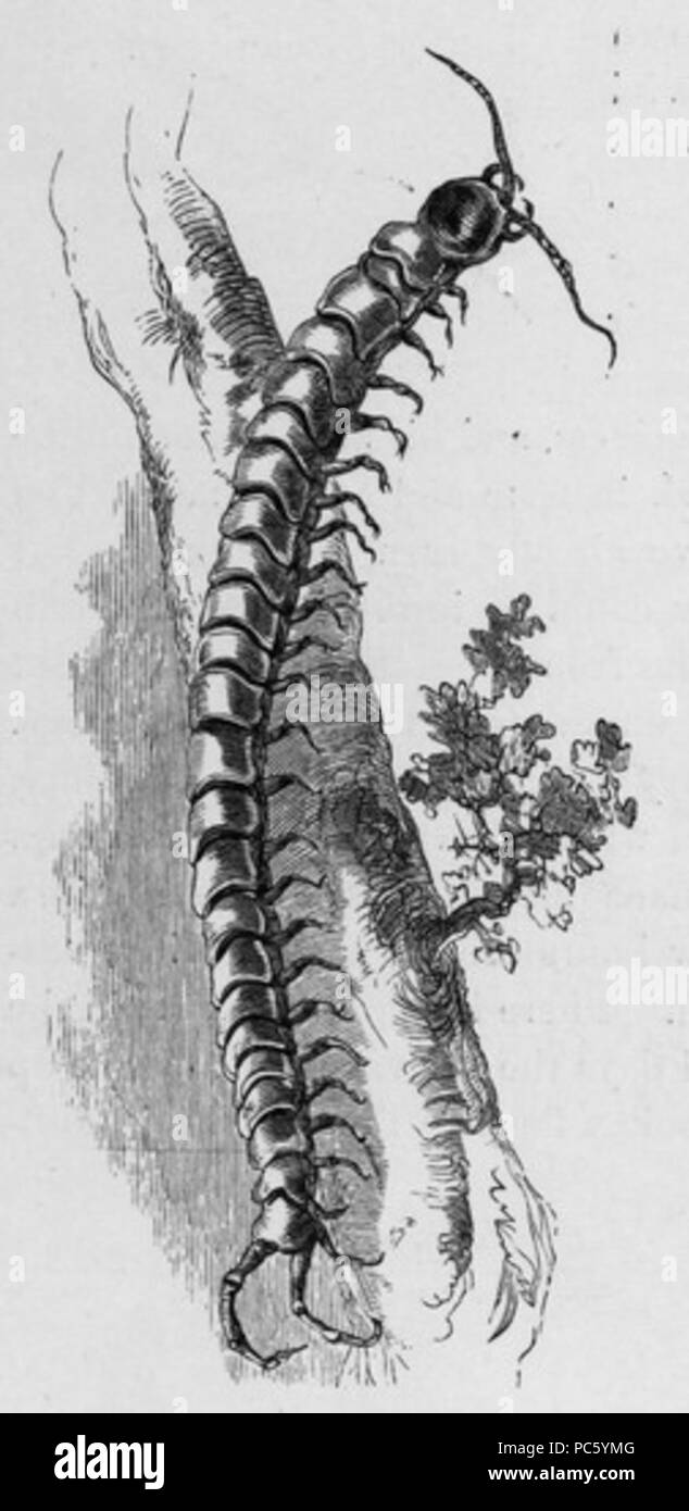 18 legs Black and White Stock Photos & Images - Alamy