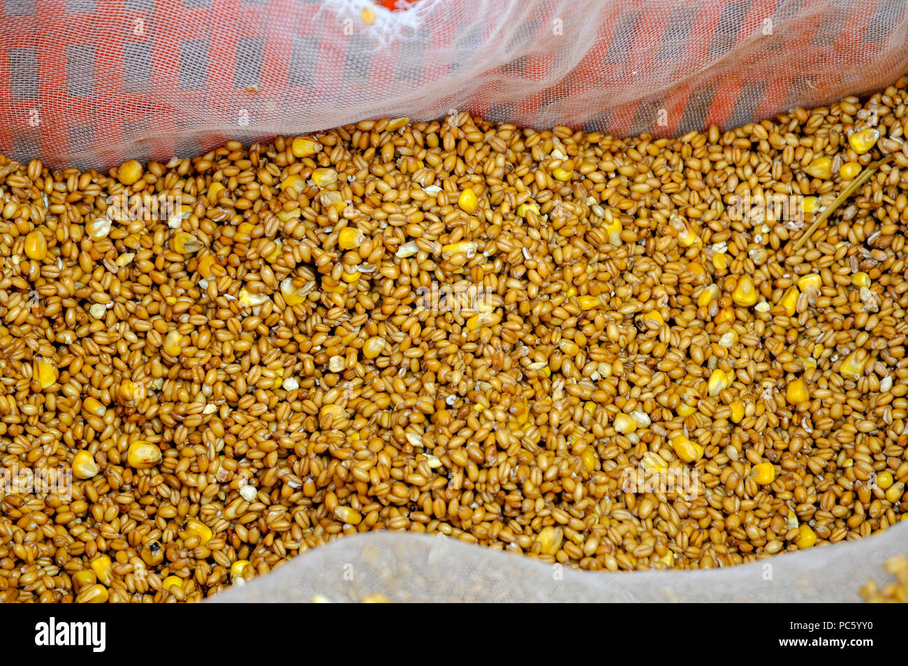 Chicken Feed - corn and other seeds used to feed free range chickens ...