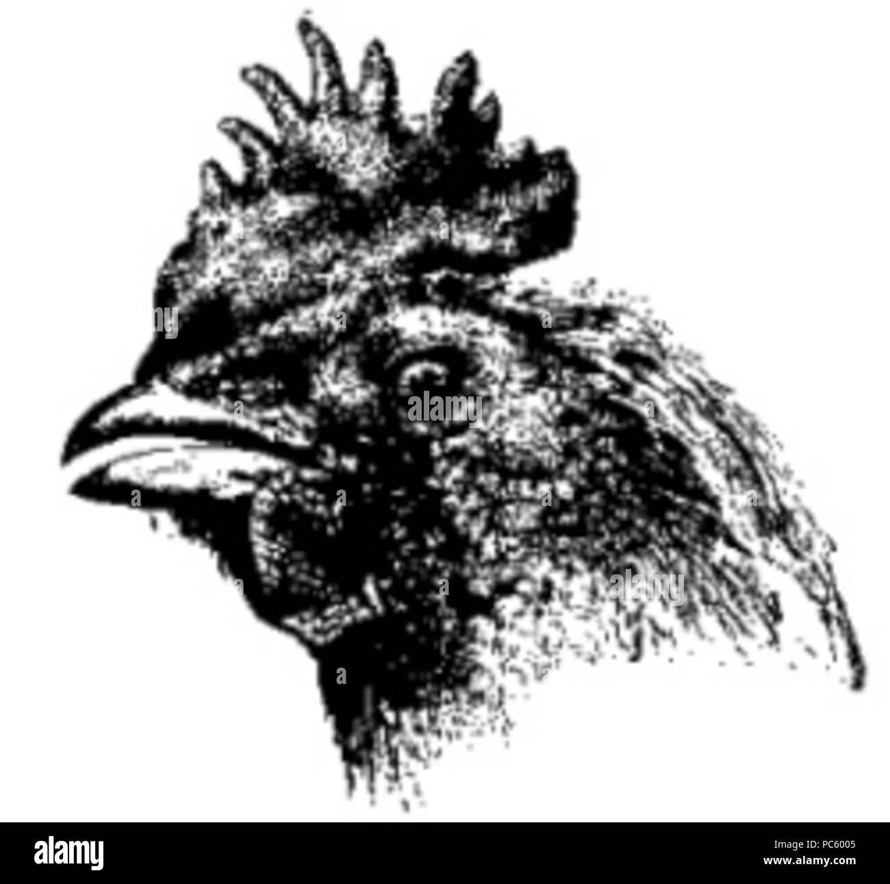 Chicken studies Black and White Stock Photos & Images - Alamy