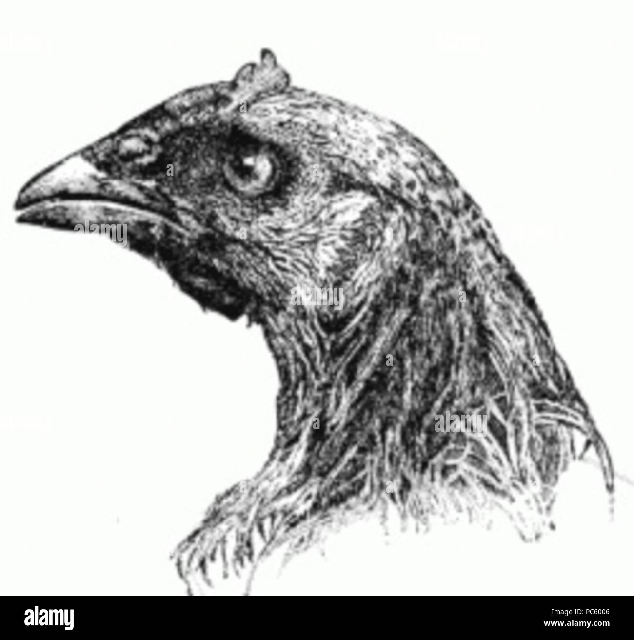 Chicken farm hen sketch hi-res stock photography and images - Alamy