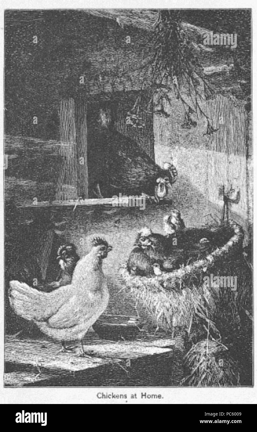 19 Chicken Roost Drawing Stock Photo - Alamy