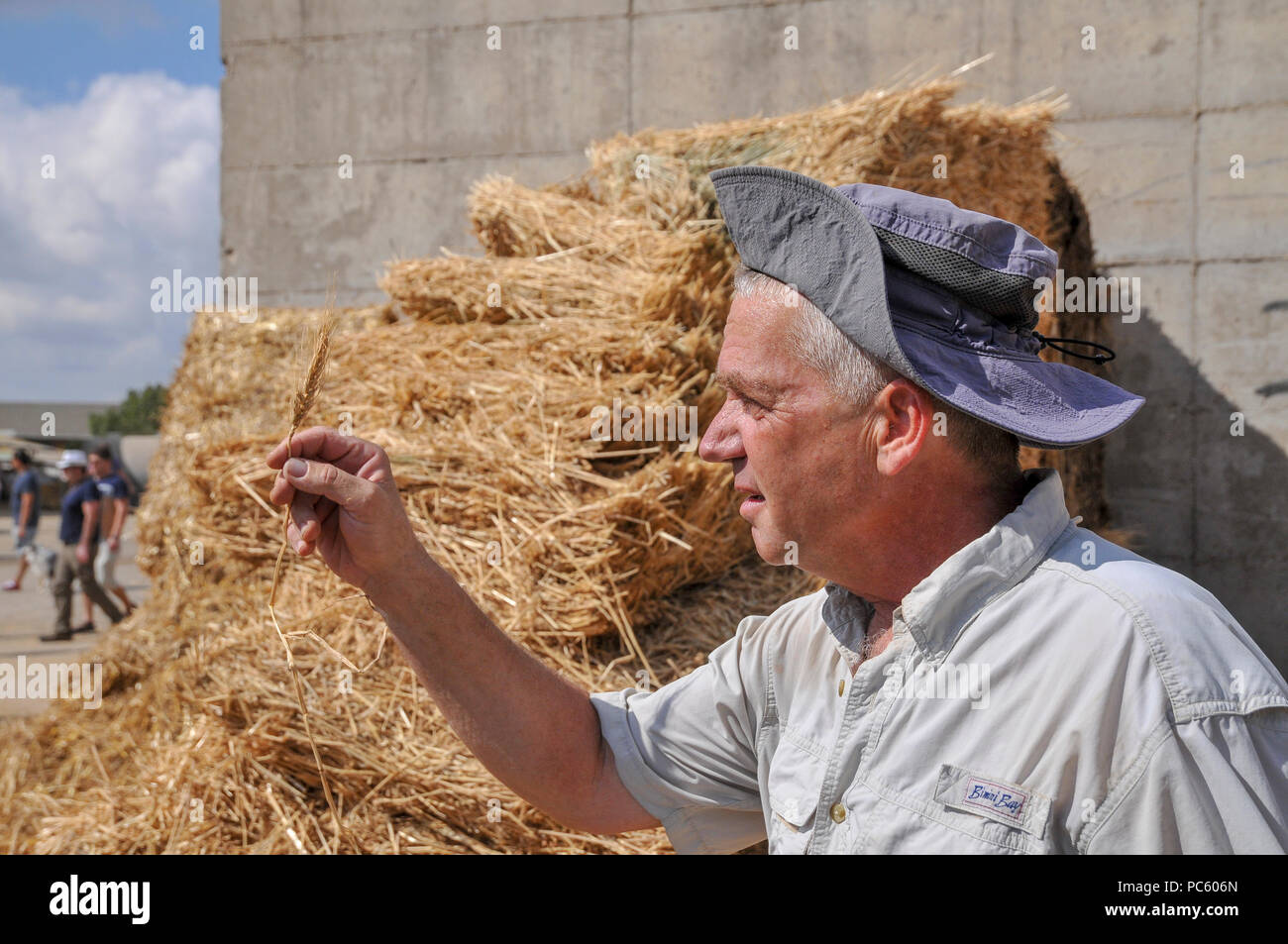 Bales of straw in storage in a dairy farm. Photographed at Kibbutz ...