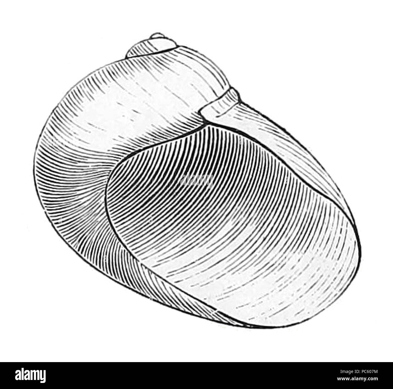 Shell 20 Cut Out Stock Images & Pictures - Alamy